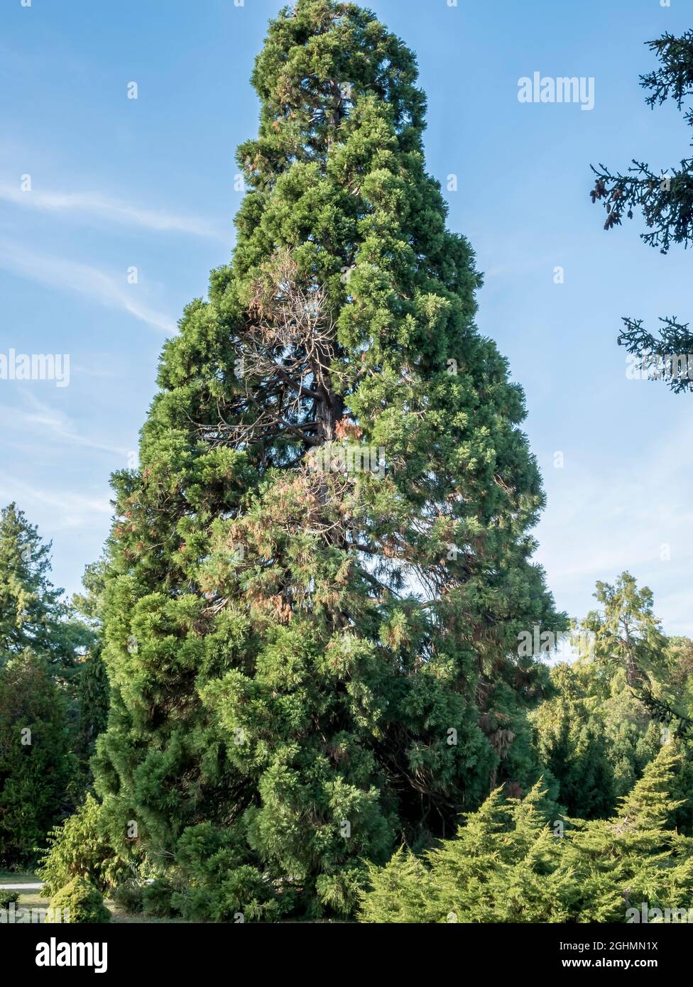 Sequoia sempervivens 'Red Wood' Stock Photo - Alamy