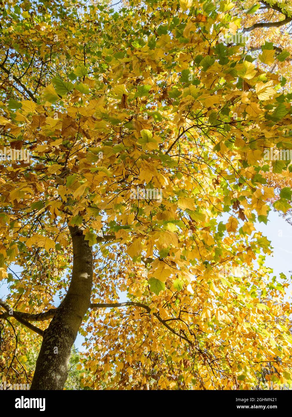 Ash tree fraxinus sp hi-res stock photography and images - Alamy