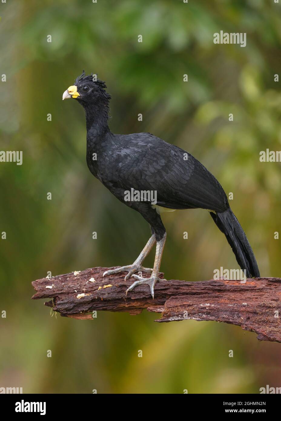 Great Curassow (Crax rubra), male, Costa Rica Stock Photo - Alamy