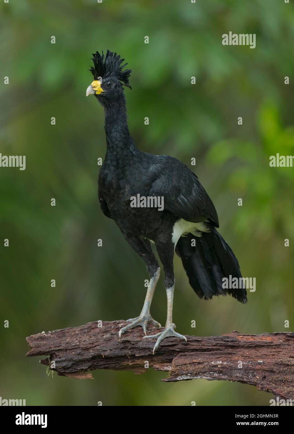 Great Curassow (Crax rubra), male, Costa Rica Stock Photo - Alamy