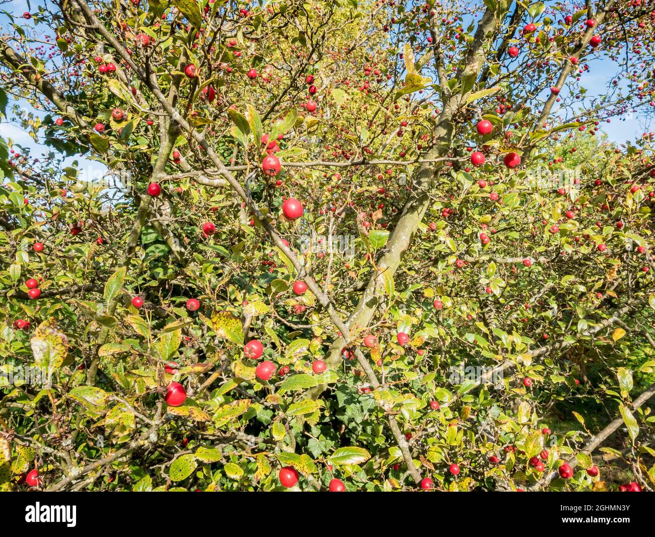 Crataegus laevigata 'Aurea' Stock Photo - Alamy