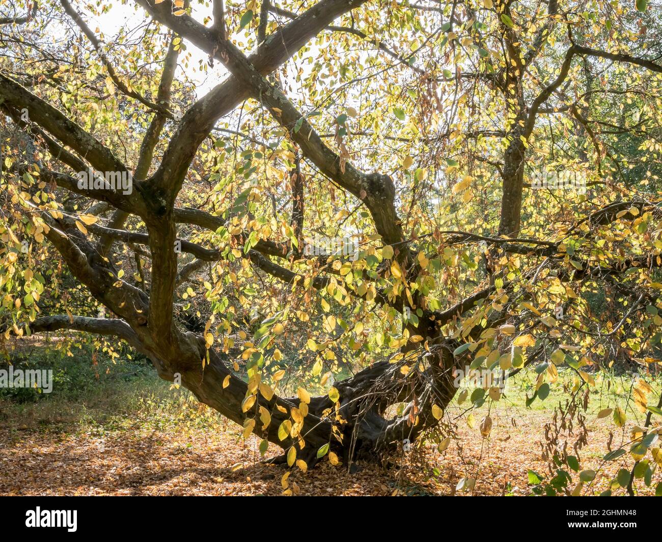Hornbeam carpinus sp hi-res stock photography and images - Alamy