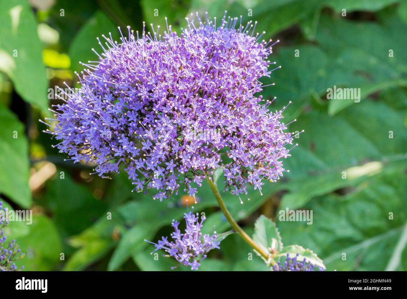 Blue throatwort trachelium caeruleum hi-res stock photography and ...