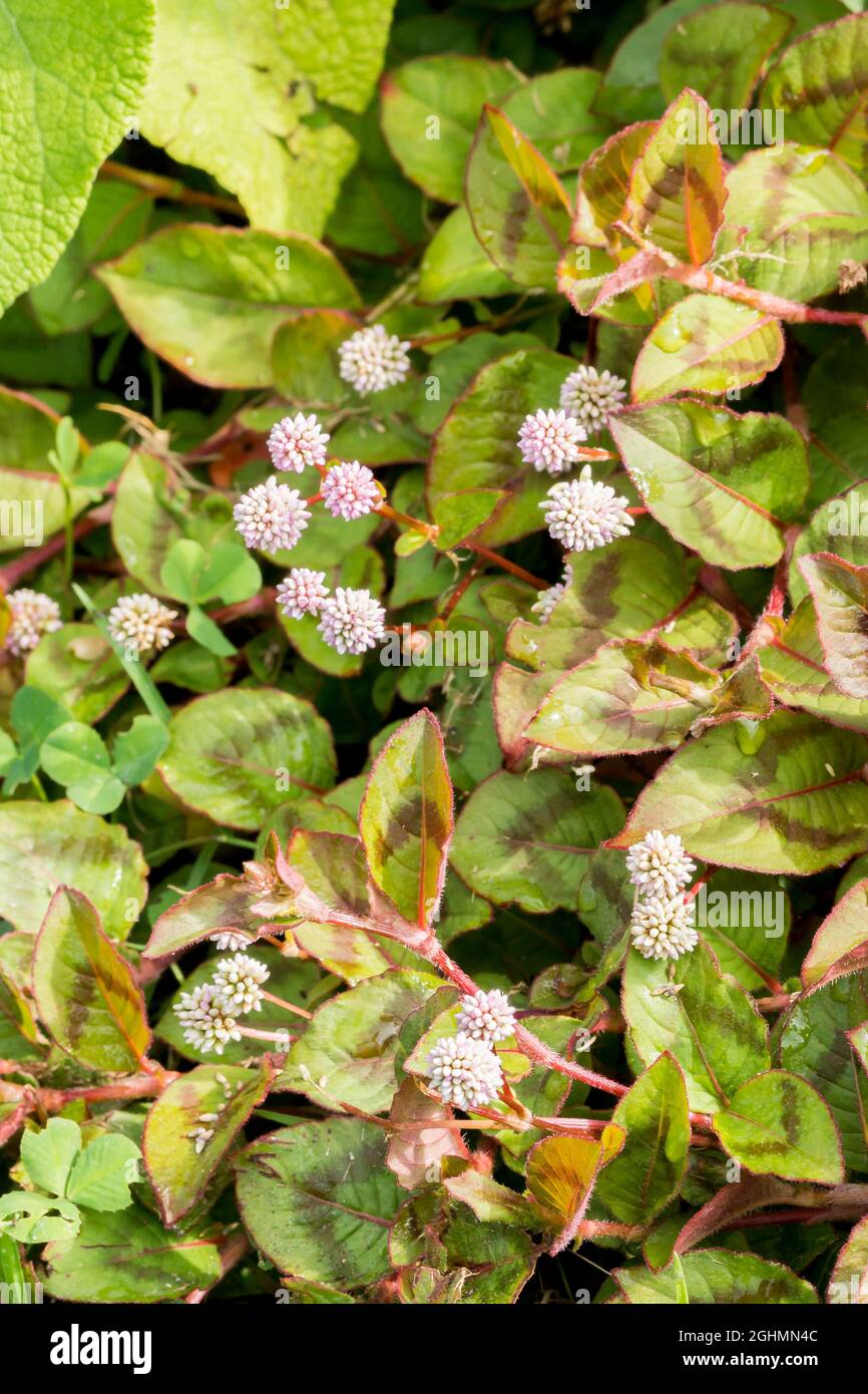 Persicaria capitatum 'Pink Pinheads' Stock Photo - Alamy