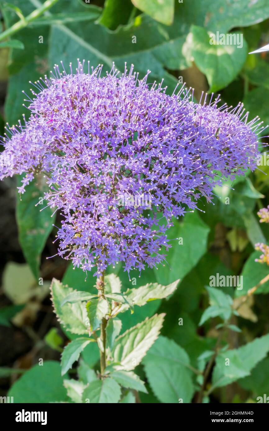 Trachelium caeruleum 'Passion Blue' Stock Photo - Alamy
