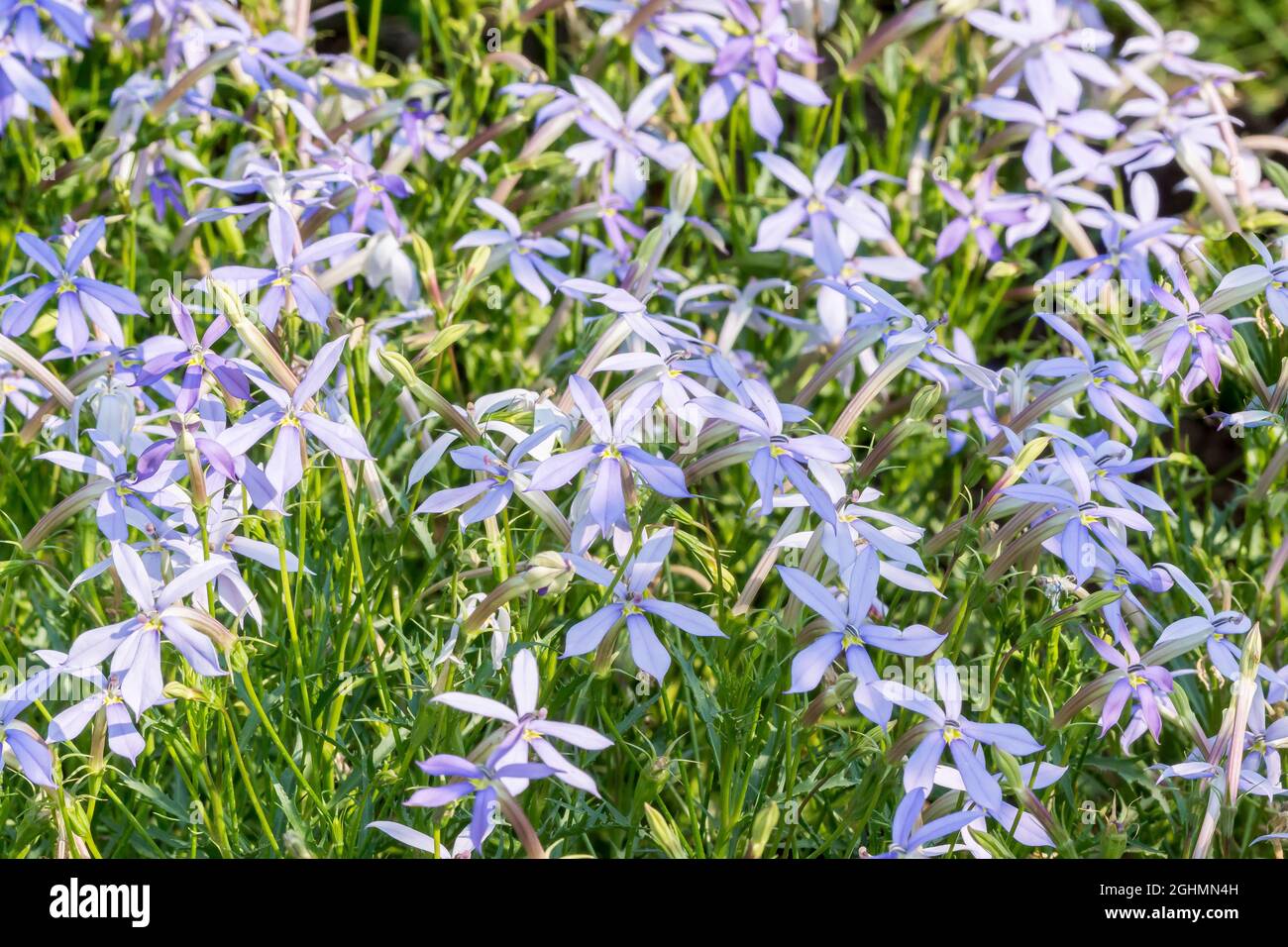 Laurentia 'Avant-Garde Blue' Stock Photo - Alamy