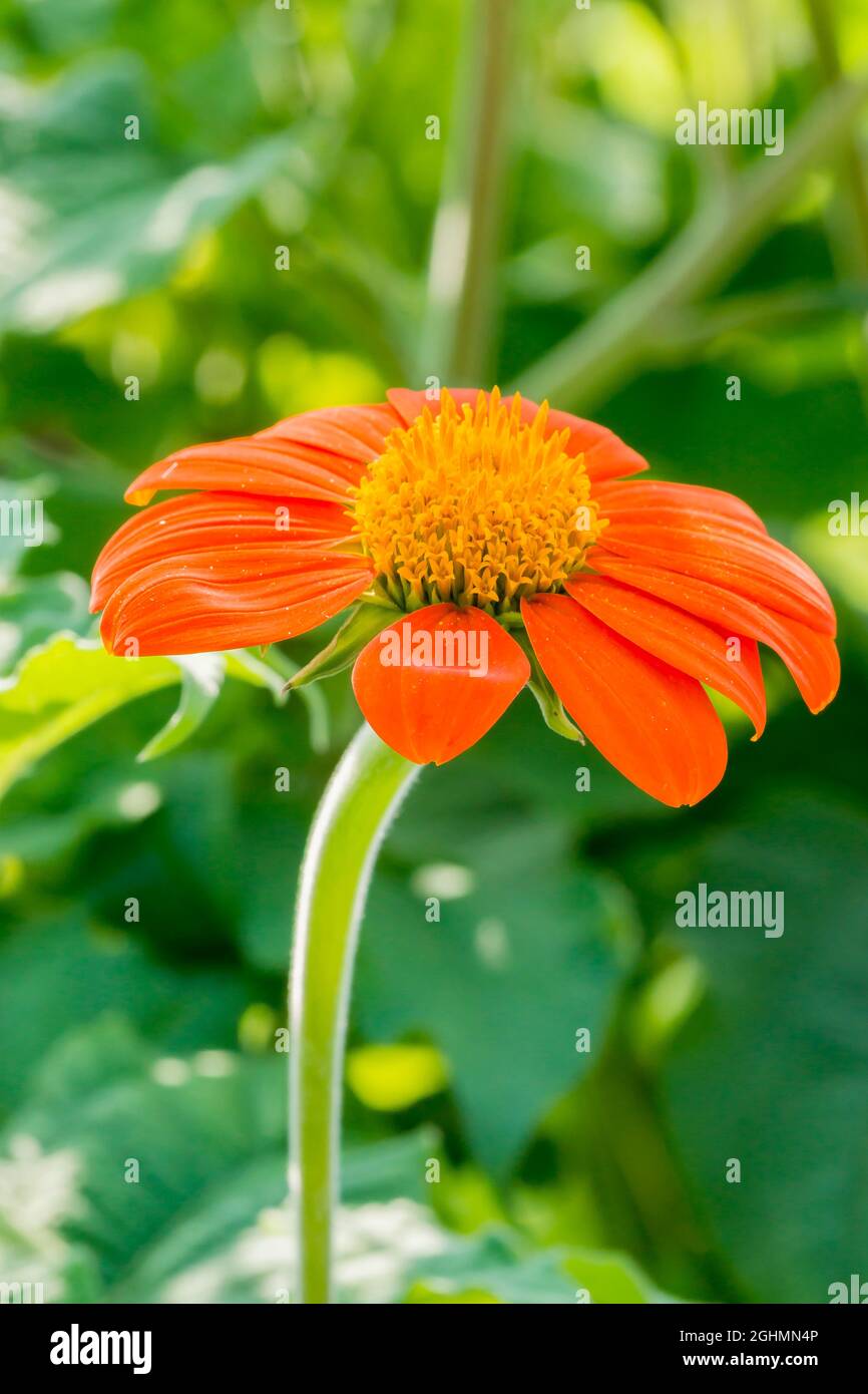 Tithonia speciosa hi-res stock photography and images - Alamy