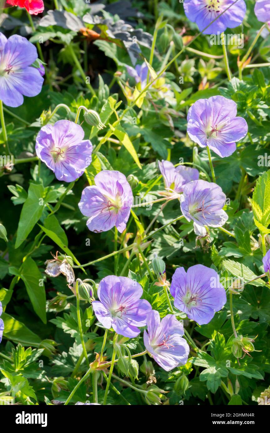 Geranium ?Azure Rush Blue Stock Photo - Alamy