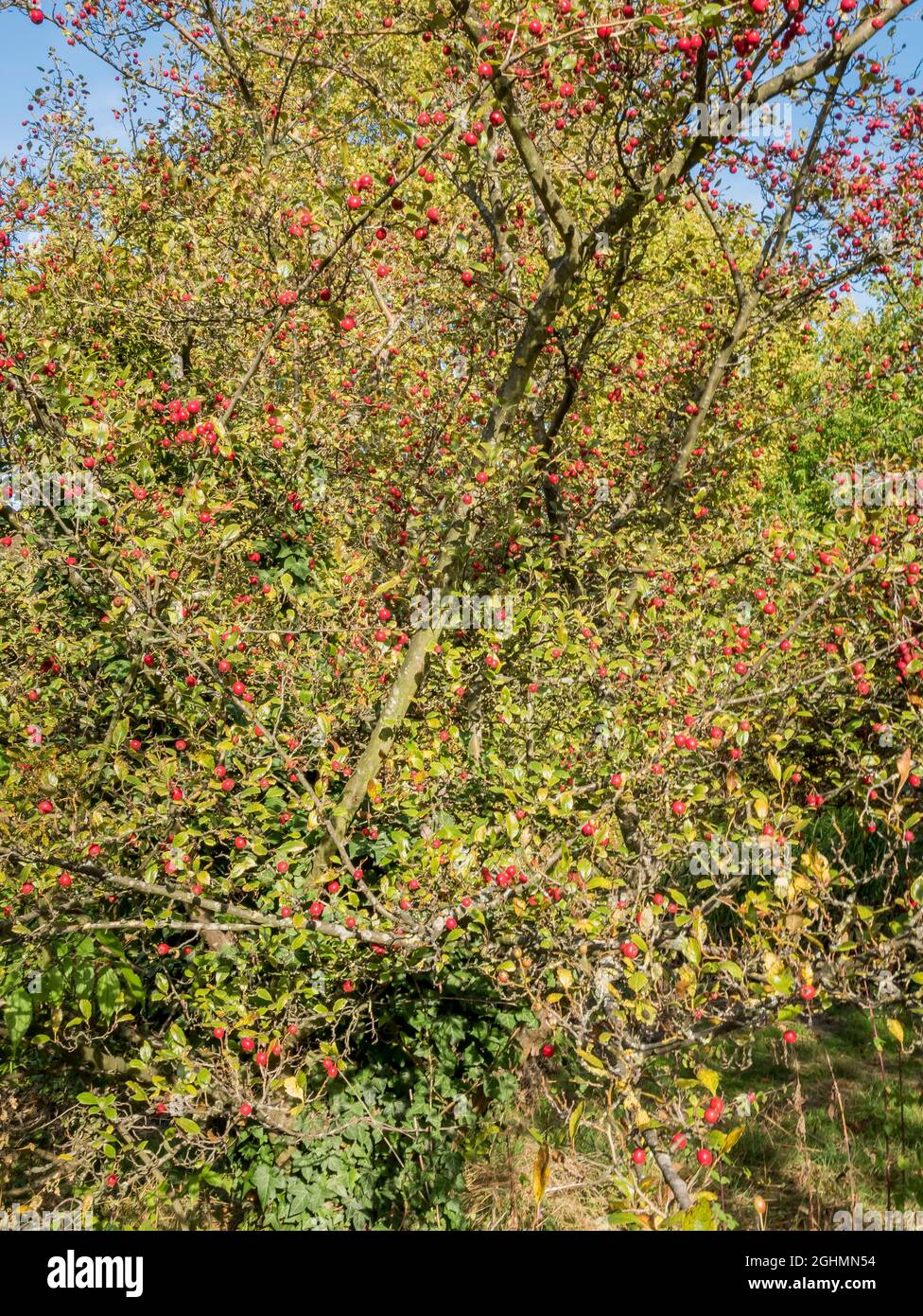 Crataegus laevigata 'Aurea' Stock Photo - Alamy