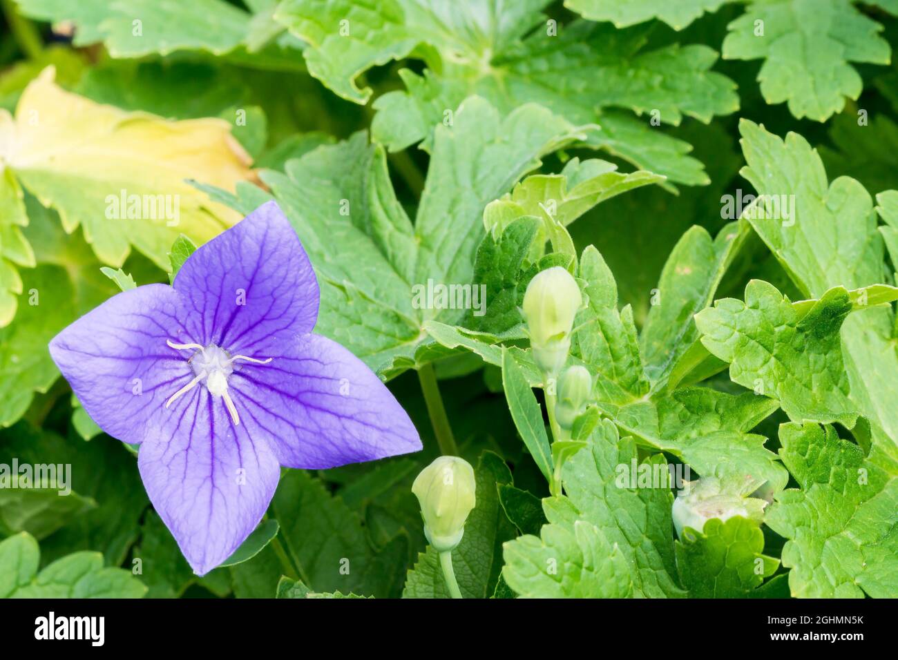 Platycodon grandiflorus 'Fuji Blue' Stock Photo - Alamy