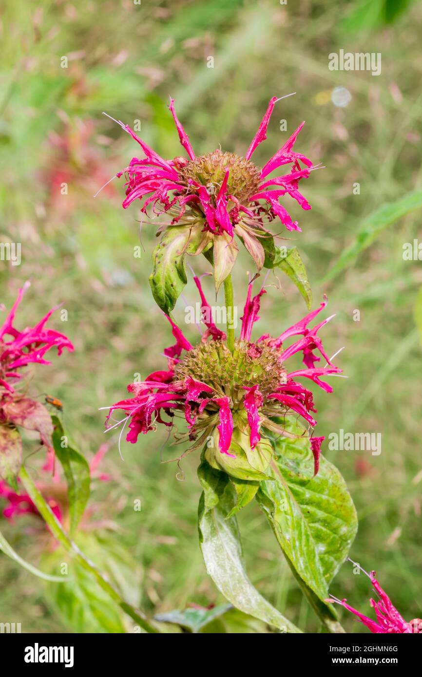 Monarda didyma ?Panorama Red Shades' Stock Photo - Alamy