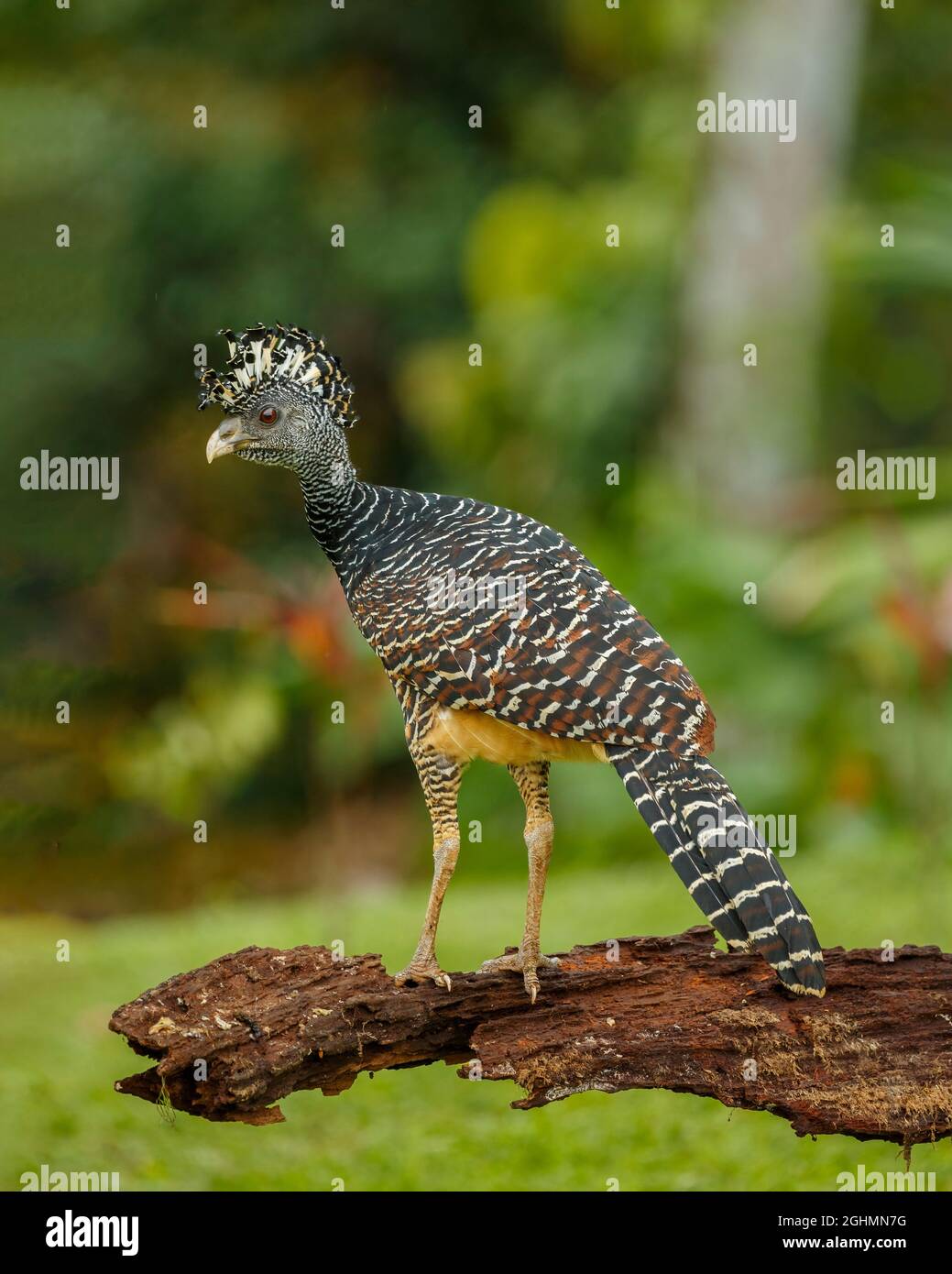 Great Curassow (Crax rubra), female, Costa Rica Stock Photo - Alamy