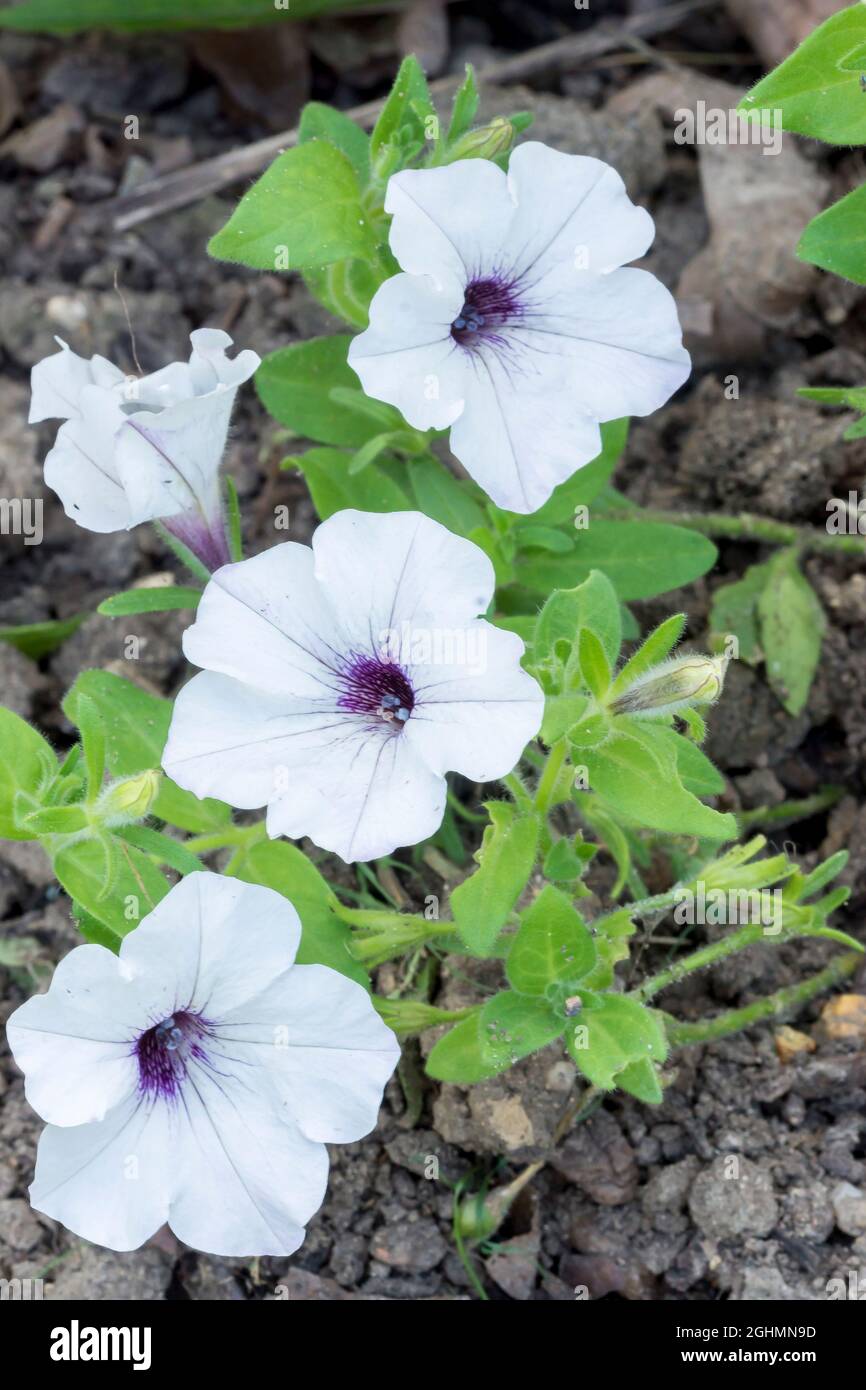 Petunia hedgiflora 'Tidal Wave Silver' Stock Photo - Alamy