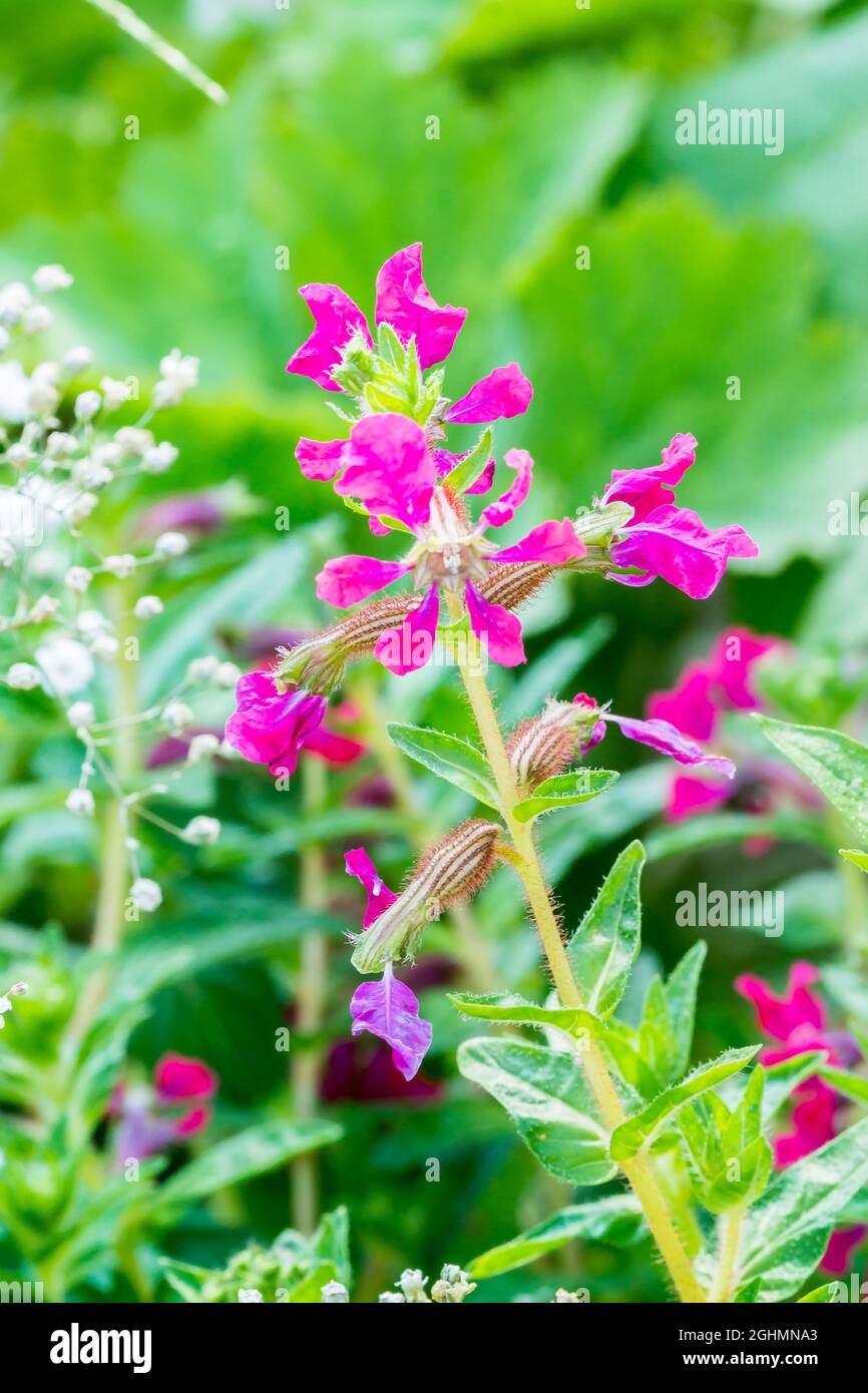 Cuphea llavea var. miniata Stock Photo - Alamy
