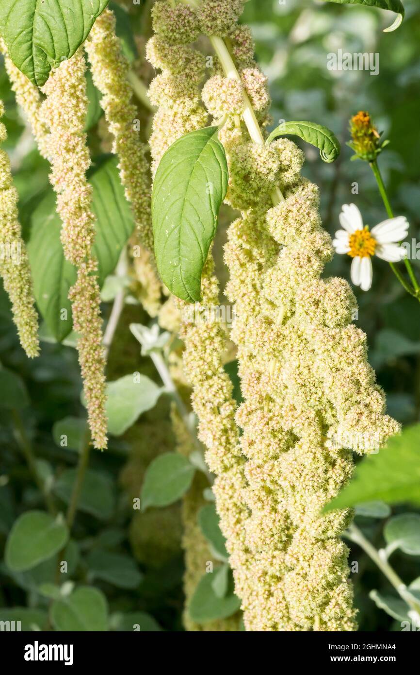 Amaranthus caudatus 'Viridis' Stock Photo - Alamy
