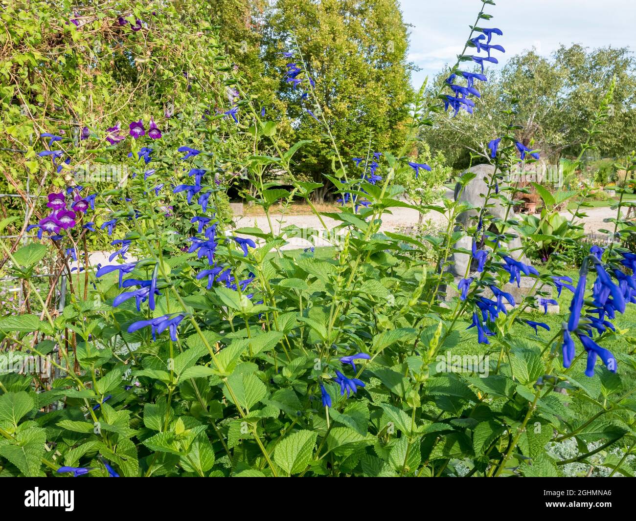 Salvia guaranitica 'Blue Enigma' Stock Photo - Alamy