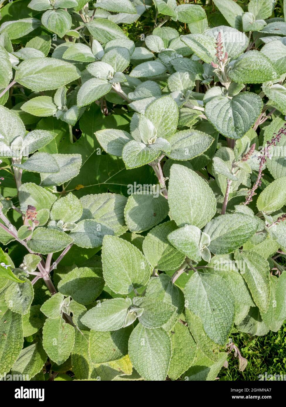 Plectranthus argentatus silver shield hi-res stock photography and ...