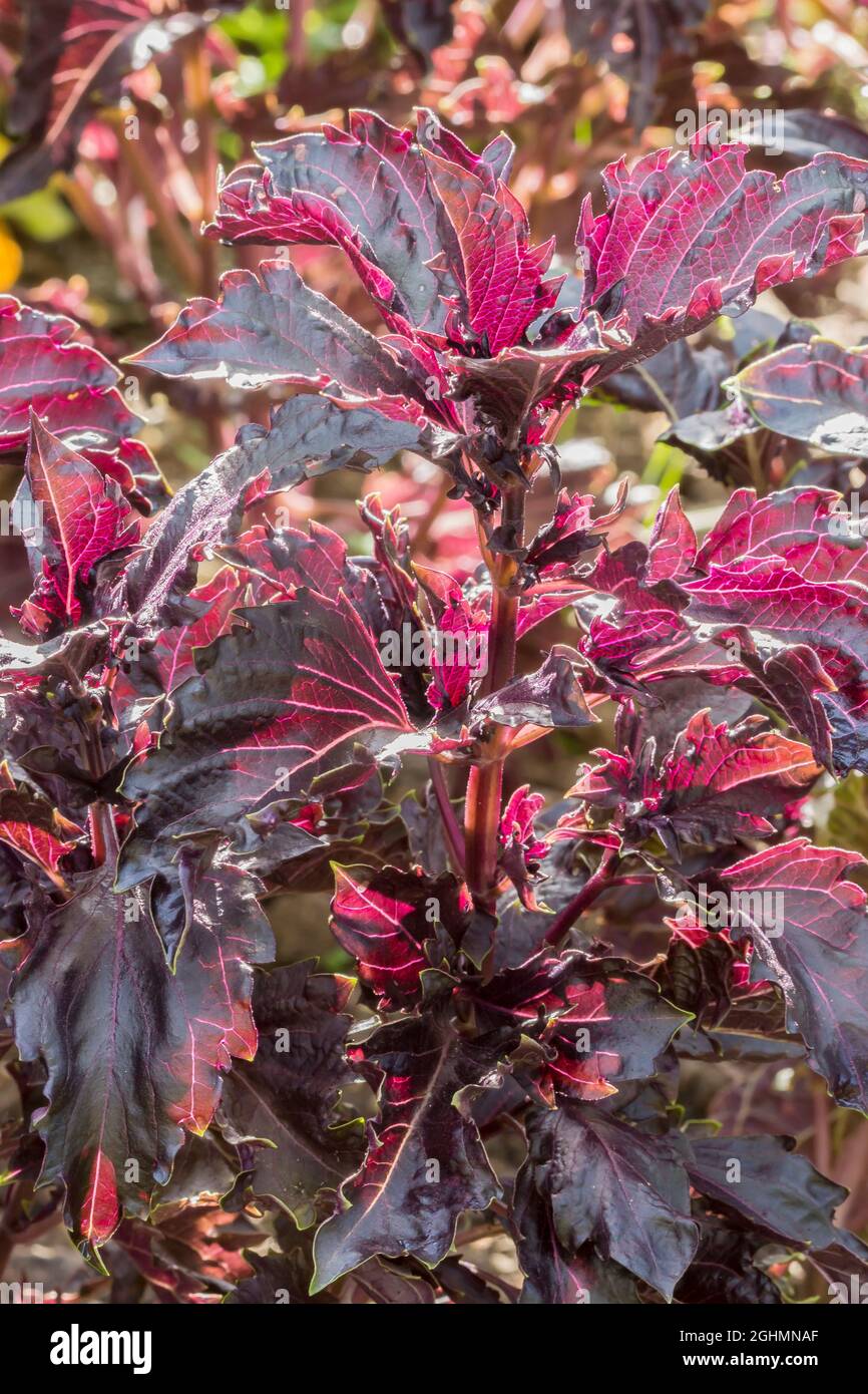 Purple basil potager hi-res stock photography and images - Alamy