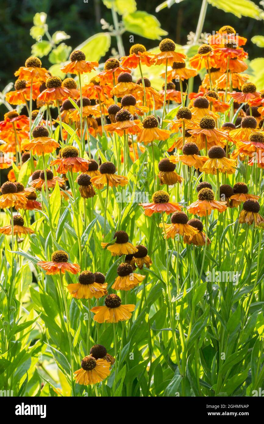 Helenium autumnale 'Eldorado' Stock Photo - Alamy