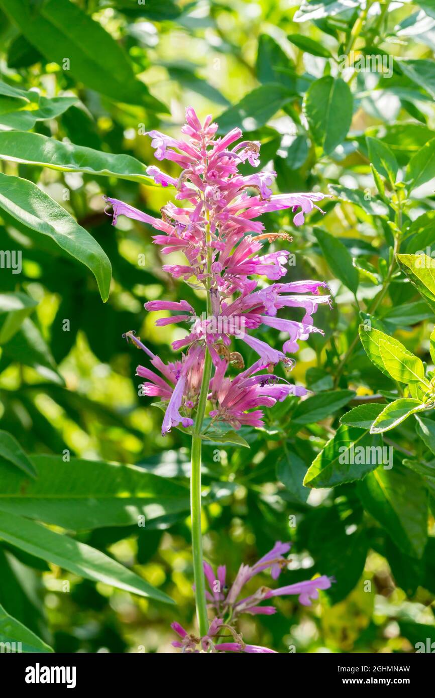 Agastache plants hi-res stock photography and images - Alamy