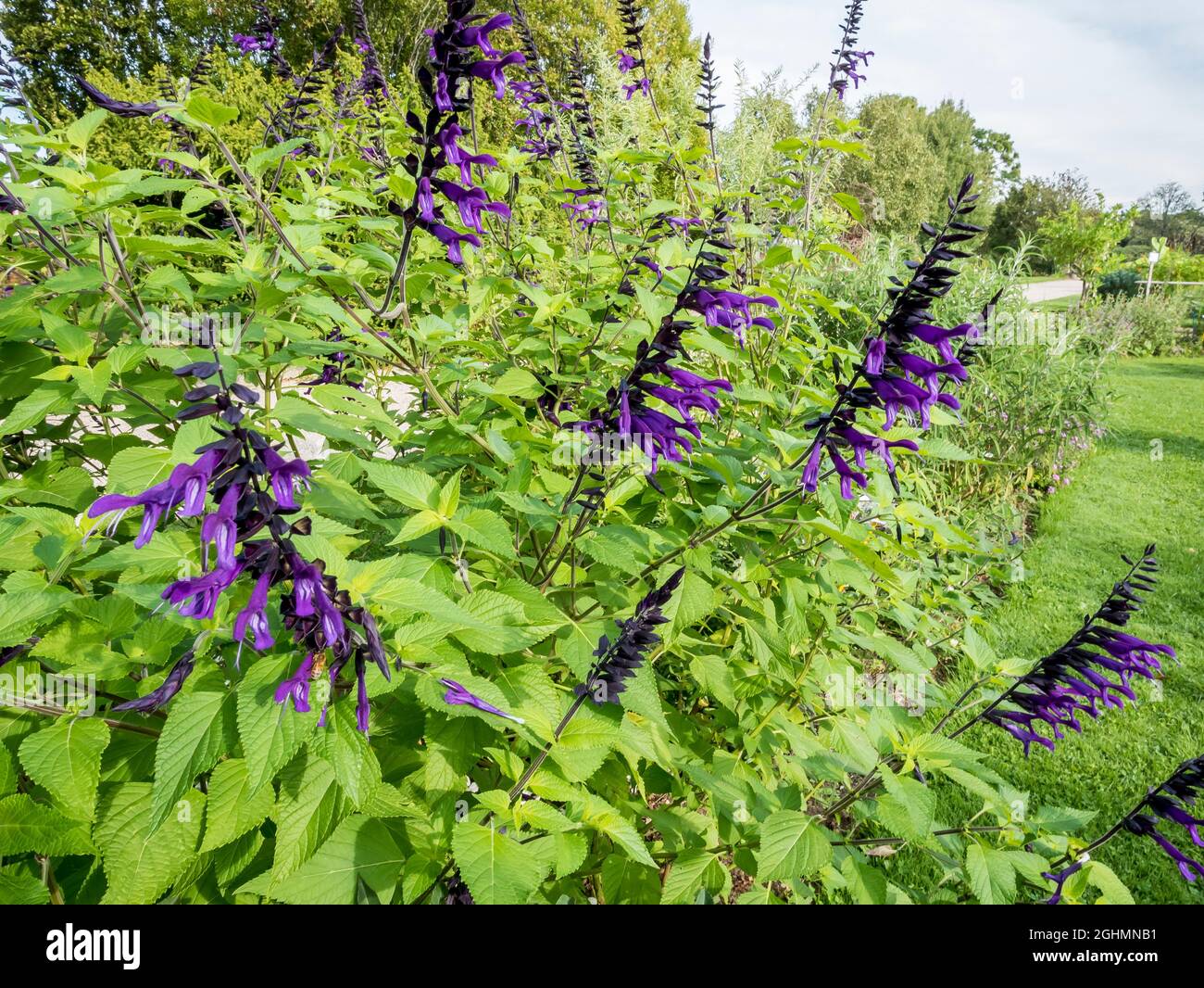 Salvia guaranitica 'Black & Blue' Stock Photo - Alamy