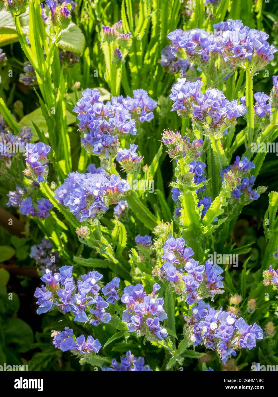Limonium sp hi-res stock photography and images - Alamy