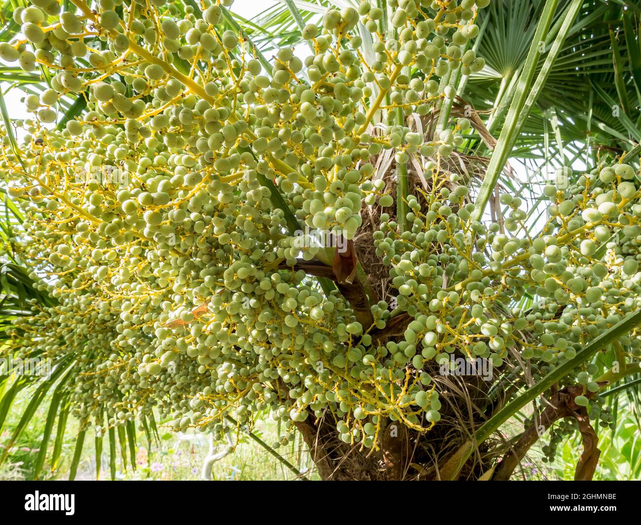 Mexican fan palm washingtonia robusta hi-res stock photography and ...