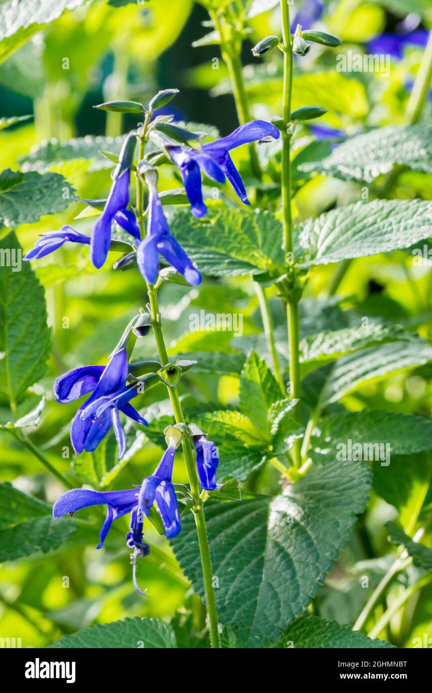 Salvia guaranitica 'Blue Enigma' Stock Photo - Alamy