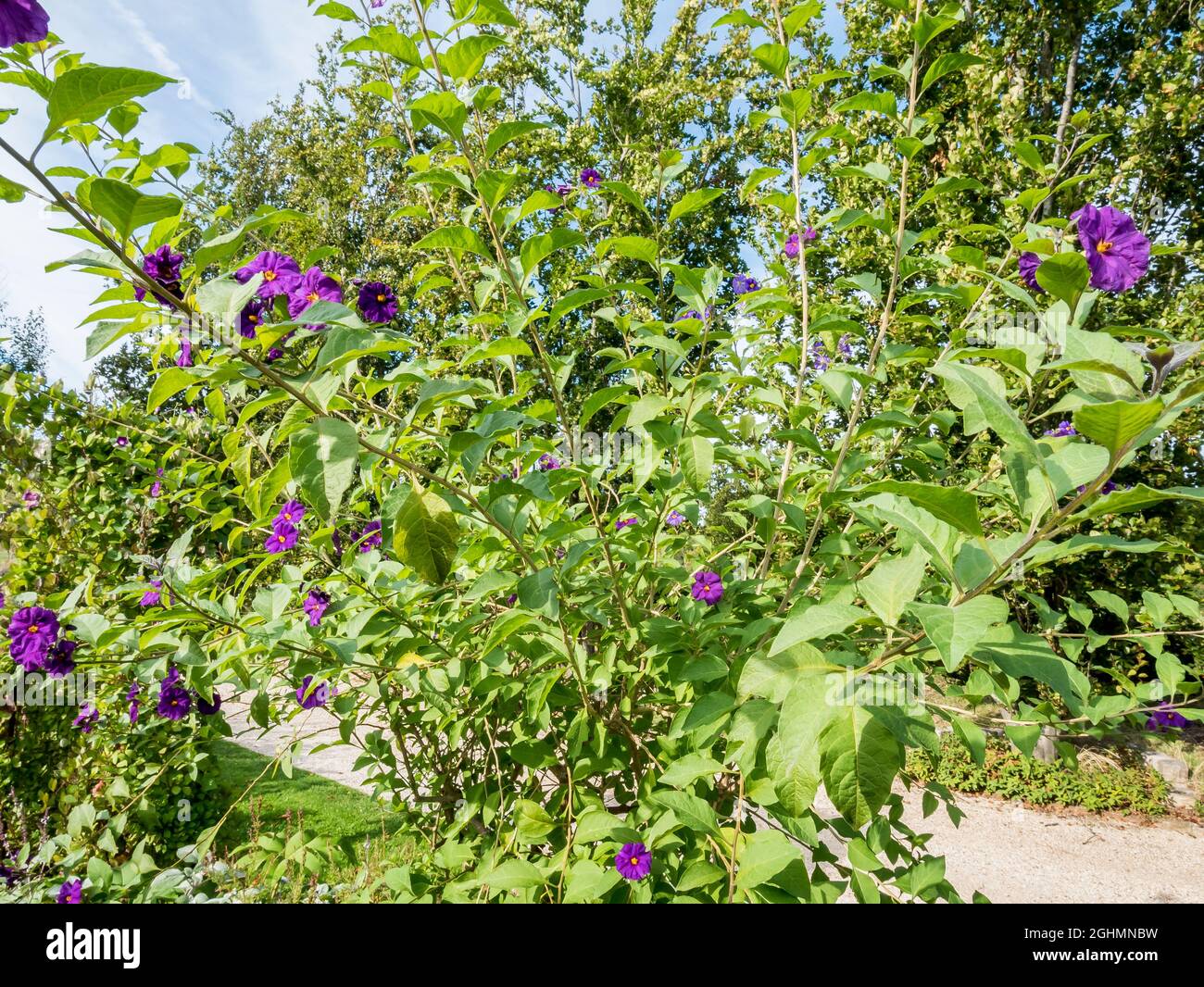 Solanum rantoneti hi-res stock photography and images - Alamy