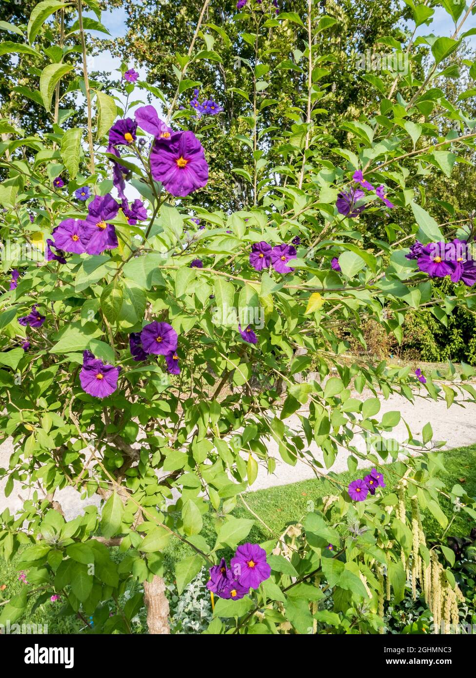 Solanum Rantonnetii High Resolution Stock Photography and Images - Alamy