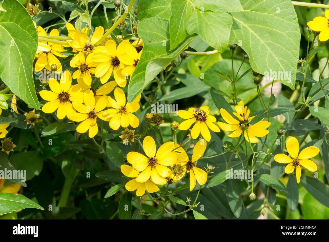 Coreopsis Tripteris High Resolution Stock Photography and Images - Alamy