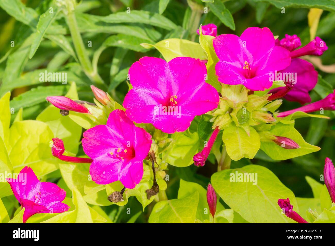 Mirabilis jalapa 'Limelight' Stock Photo - Alamy