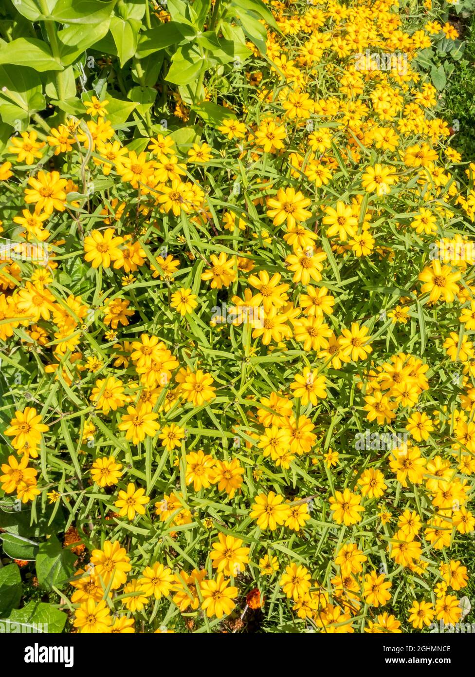 Zinnia angustifolia 'Star Yellow' Stock Photo - Alamy