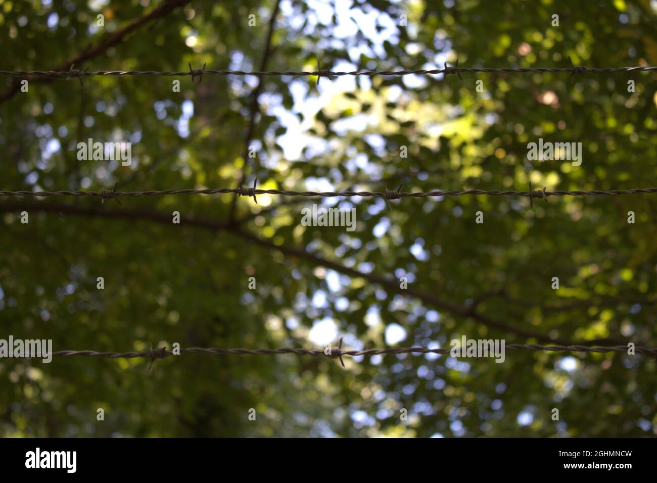 Barbed wire in the forest with forest background Stock Photo - Alamy