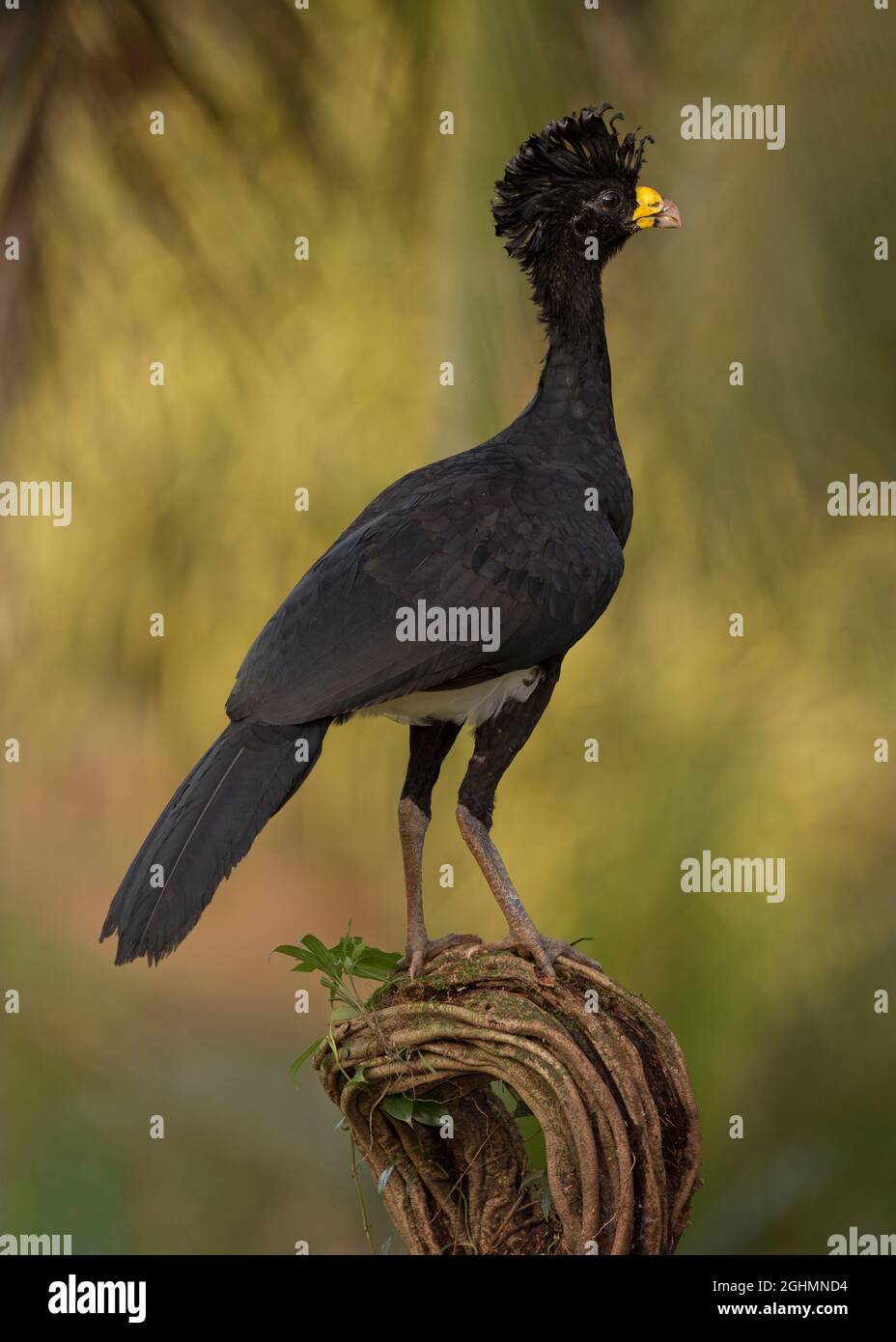 Great Curassow (Crax rubra), male, Costa Rica Stock Photo - Alamy