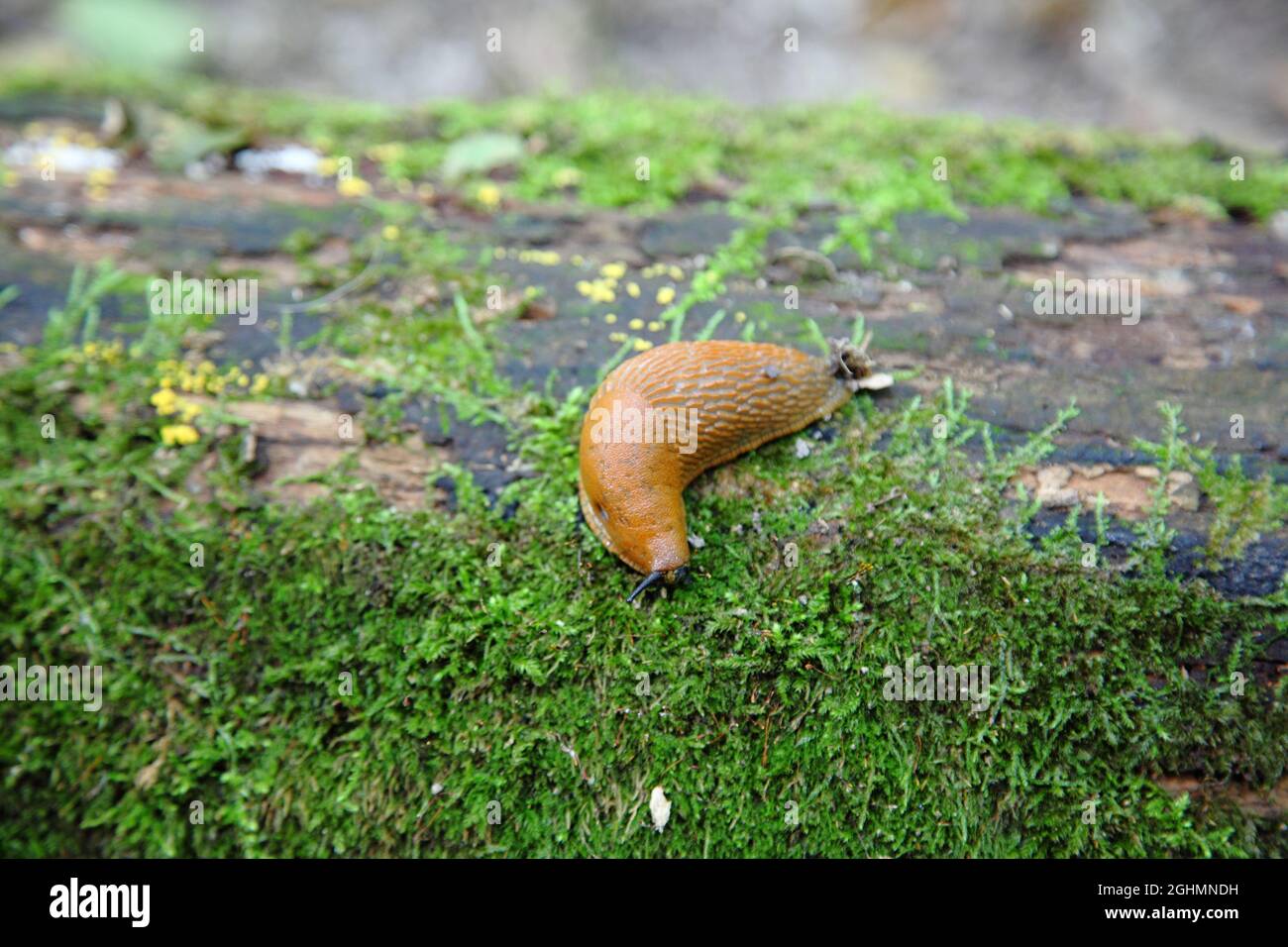 Spanish slug - Arion vulgaris. Slugs in motion, on tree stump. Spanish ...