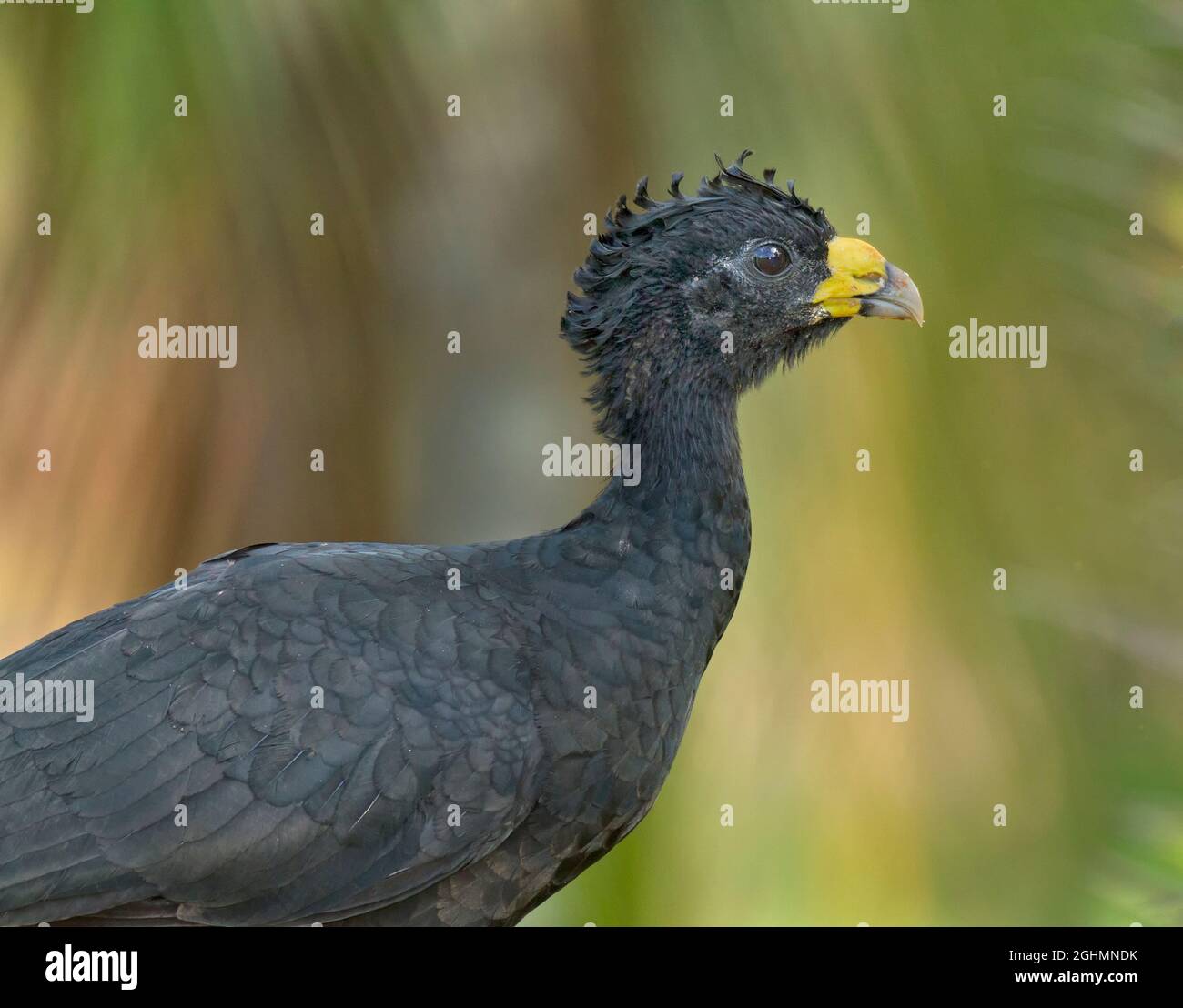 Portrait of a male Great Curassow (Crax rubra), Costa Rica Stock Photo ...