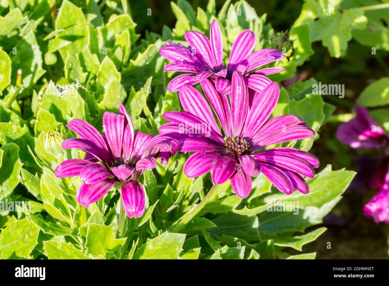 Osteospermum ecklonis 'Serenity Purple Dark' Stock Photo - Alamy
