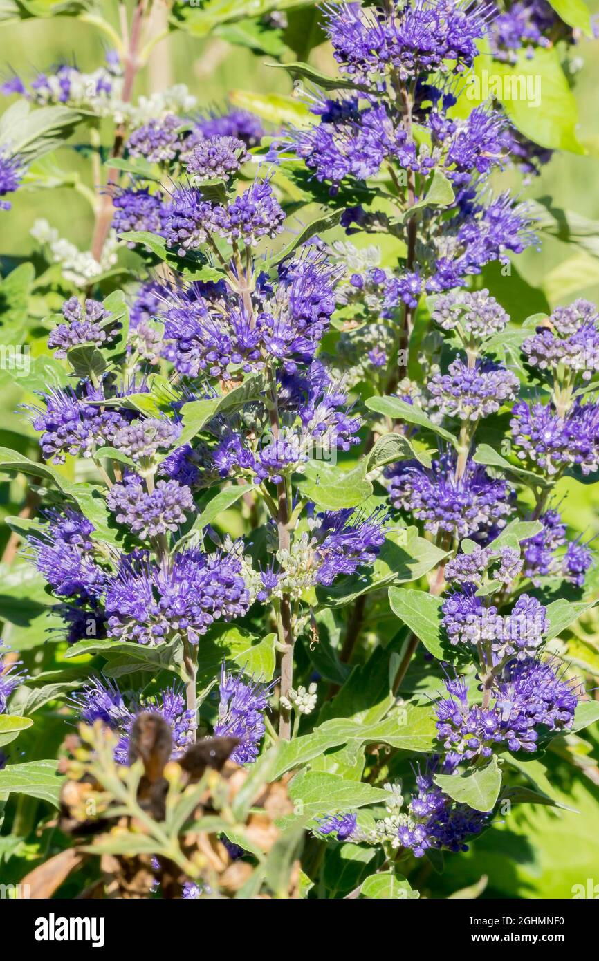 Caryopteris clandonensis 'Heavenly Blue' Stock Photo - Alamy