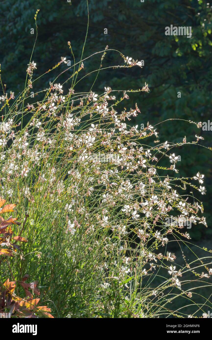 Gaura autumn hi-res stock photography and images - Alamy