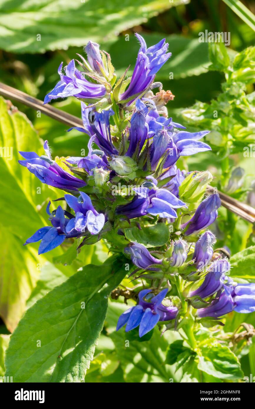 Lobelia siphilitica 'Blue Selection ' Stock Photo - Alamy