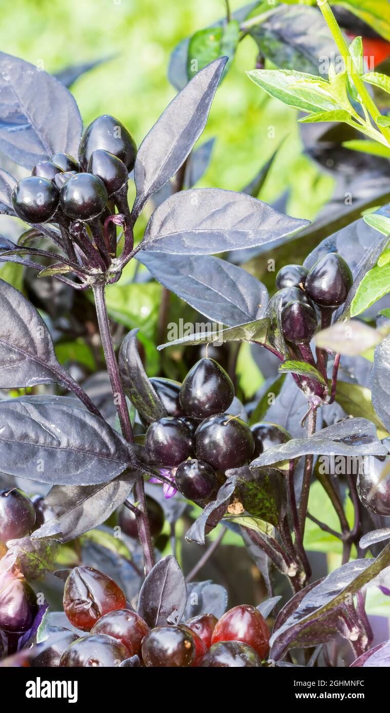 Capsicum Annuum 'Black Pearl' Stock Photo - Alamy