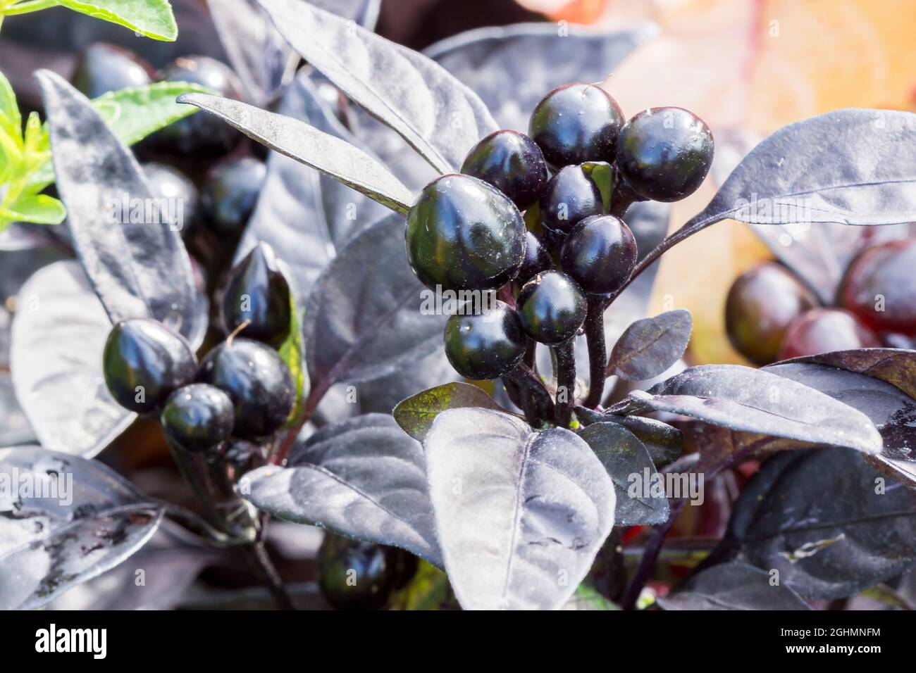 Capsicum Annuum 'Black Pearl' Stock Photo - Alamy