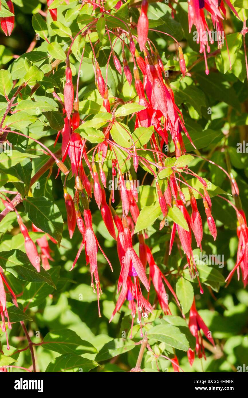 Fuchsia magellanica 'Riccartonii' Stock Photo - Alamy