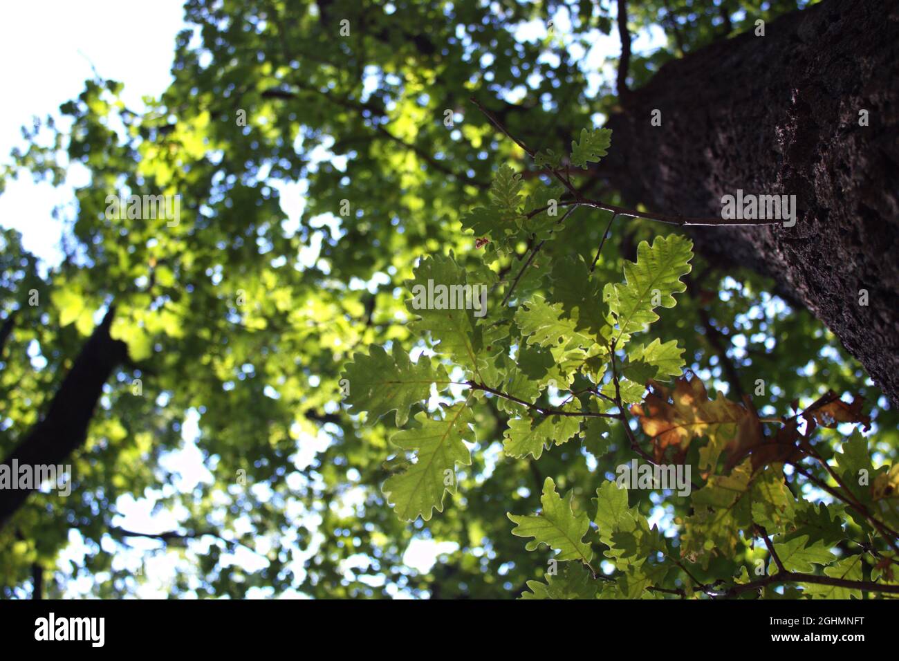 A Grove of Oak trees in Austria Stock Photo - Alamy