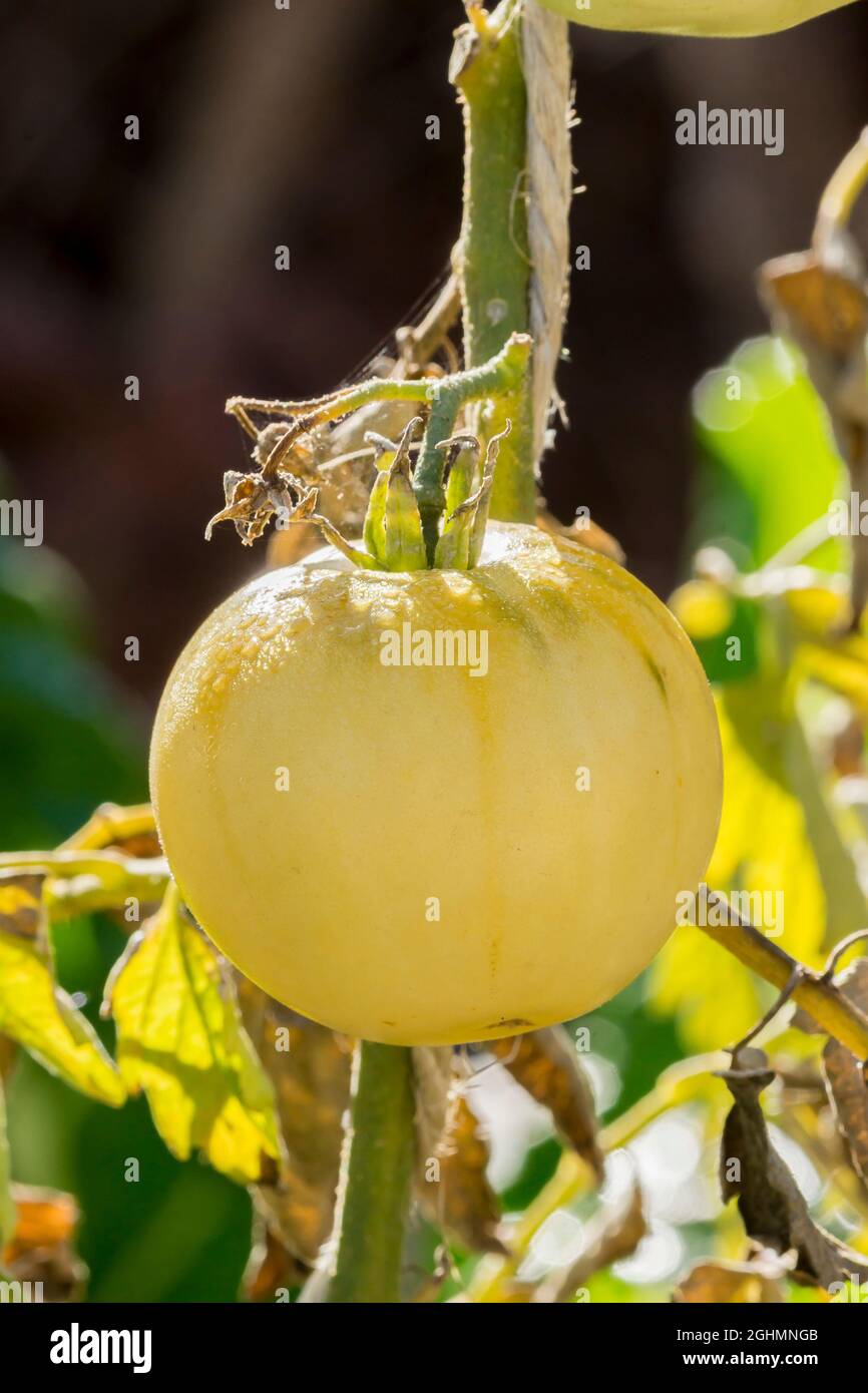 Tomato ananas hi-res stock photography and images - Alamy