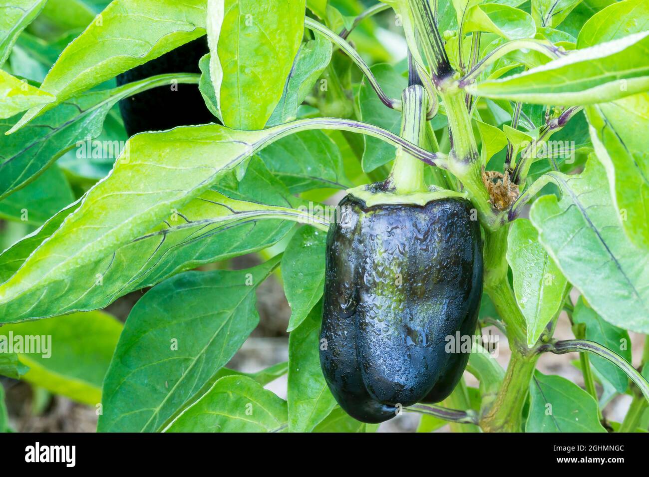 Poivron Pepper High Resolution Stock Photography and Images - Alamy