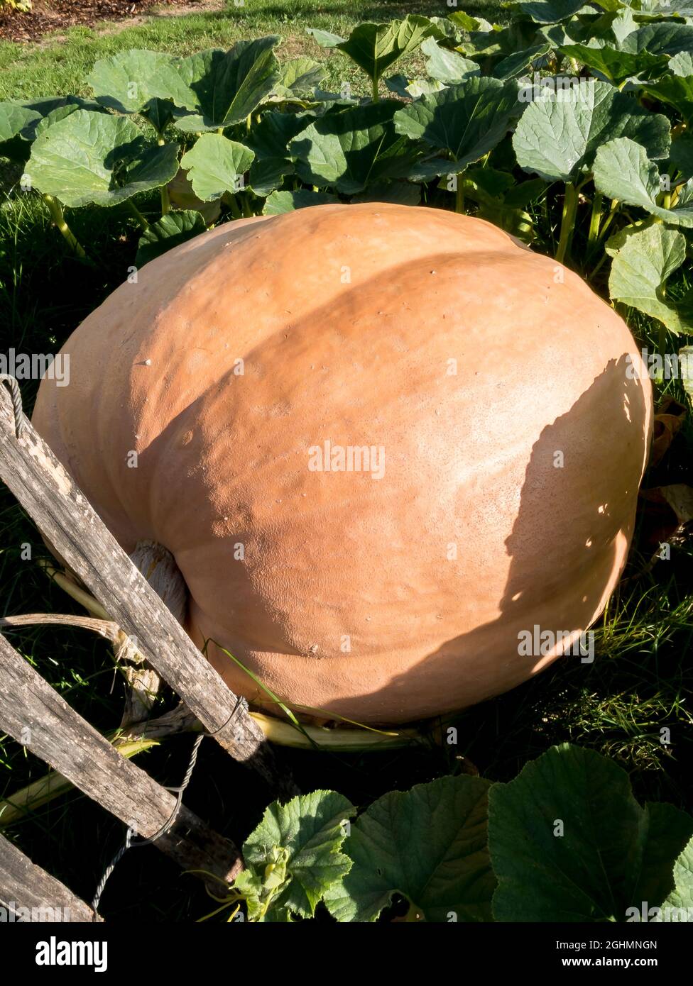 Cucurbita maxima 'Show King' Stock Photo - Alamy