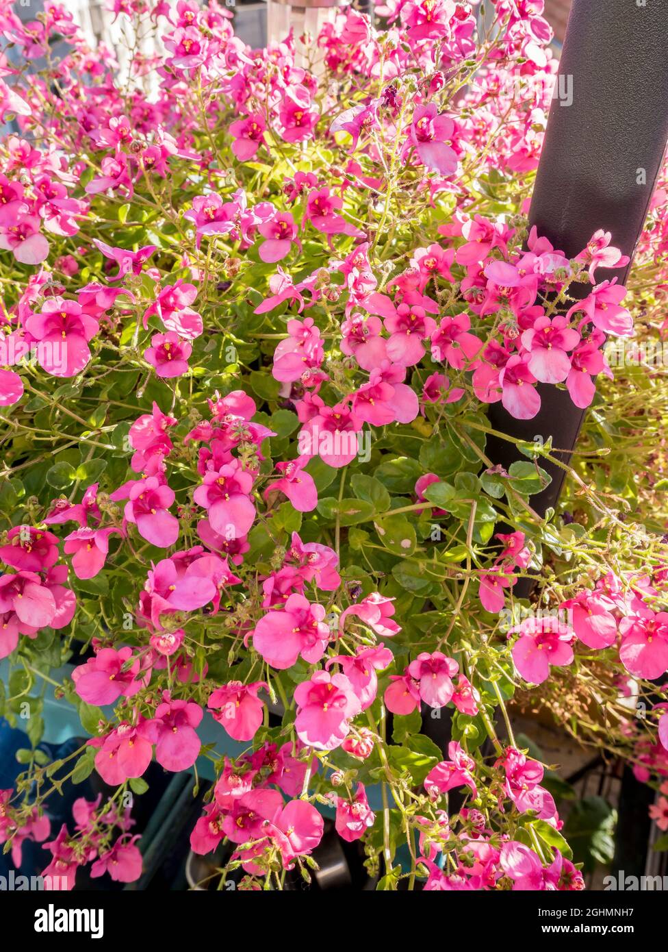 Diascia barberae 'Ruby Field' Stock Photo - Alamy