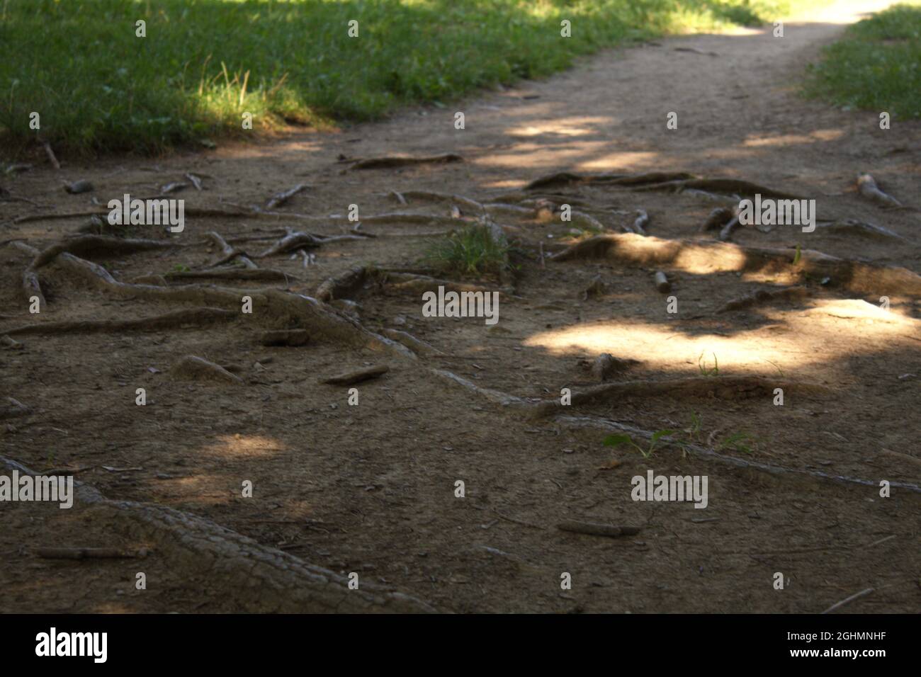 Tree with a surface roots exposed Stock Photo - Alamy